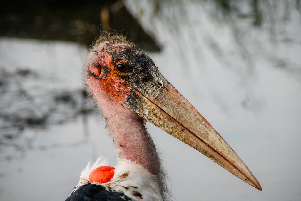 Ethiopia Birds History Diversity Valleys Addis Ababa