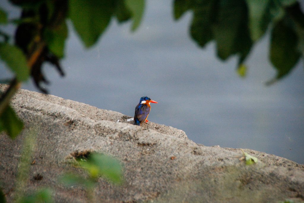 Ethiopia Birds History Diversity Valleys Addis Ababa