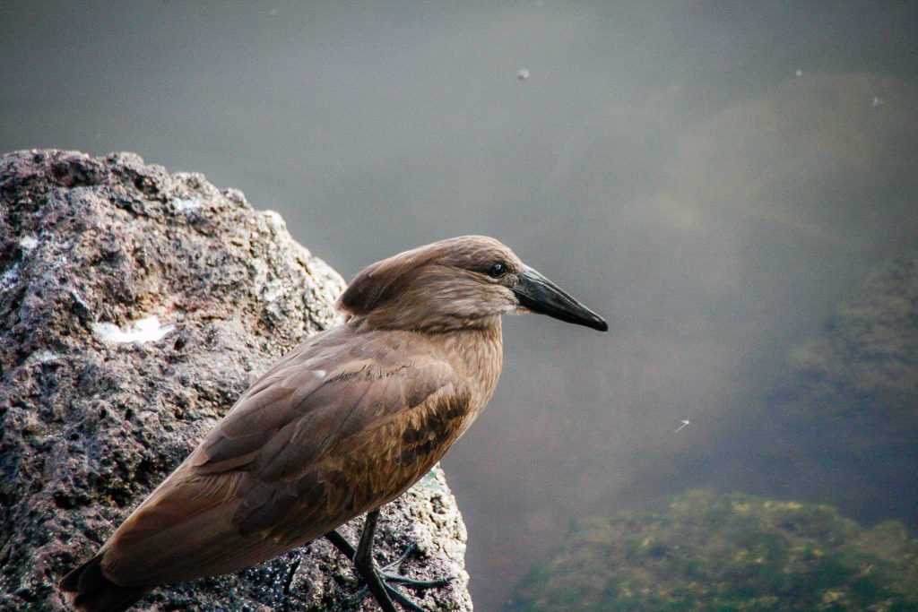 Ethiopia Birds History Diversity Valleys Addis Ababa