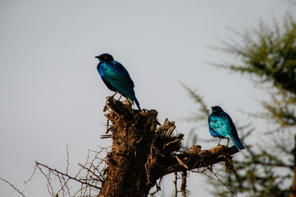Ethiopia Birds History Diversity Valleys Addis Ababa