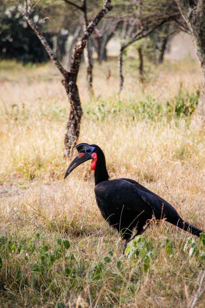 Ethiopia Birds History Diversity Valleys Addis Ababa