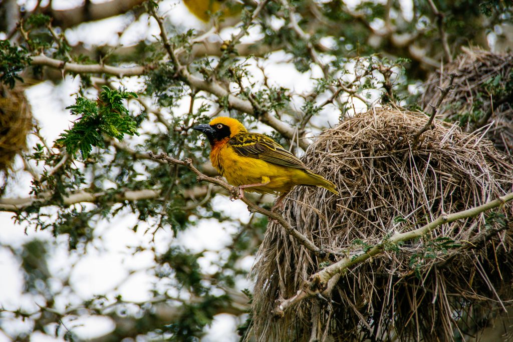 Ethiopia Birds History Diversity Valleys Addis Ababa