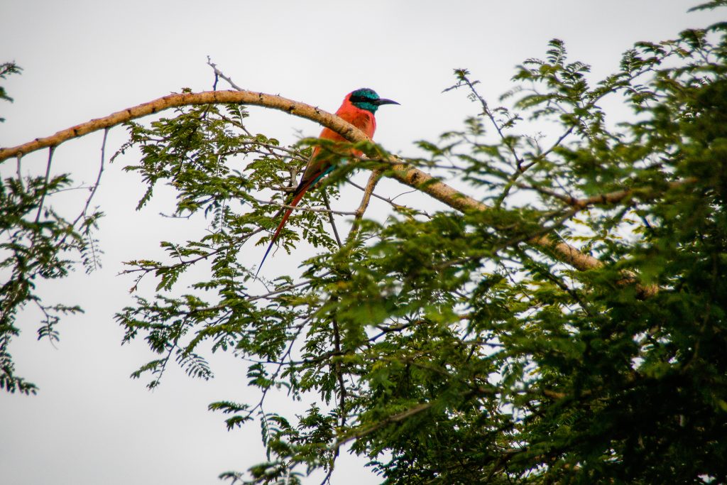 Ethiopia Birds History Diversity Valleys Addis Ababa