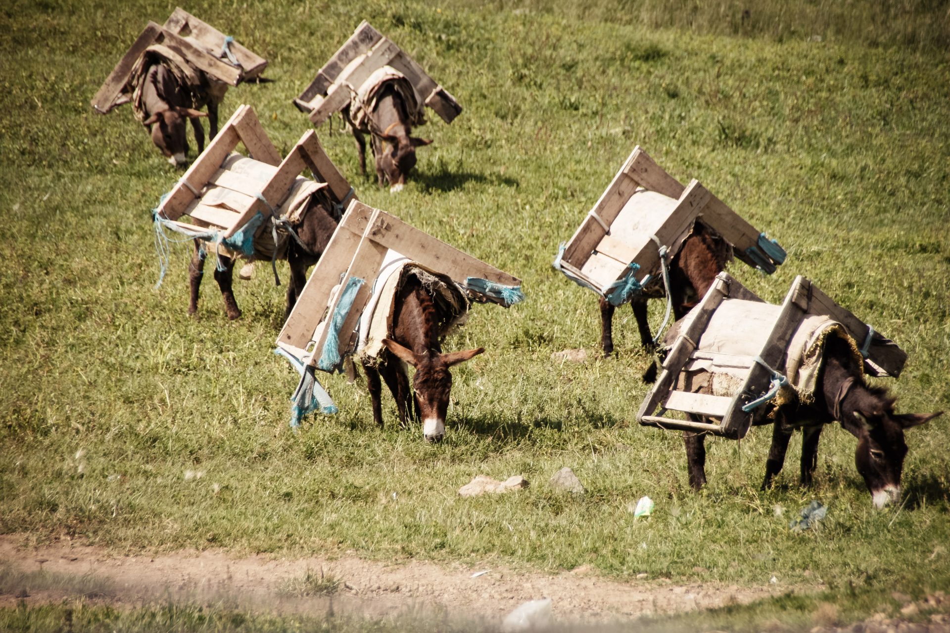 Ethiopia Birds History Diversity Valleys Addis Ababa