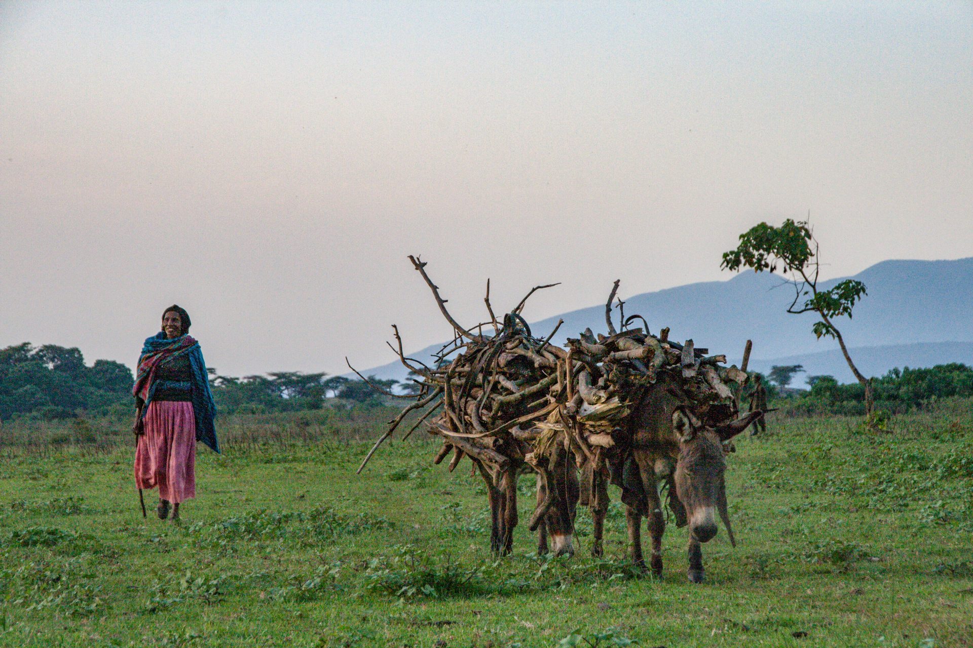 Ethiopia Birds History Diversity Valleys Addis Ababa