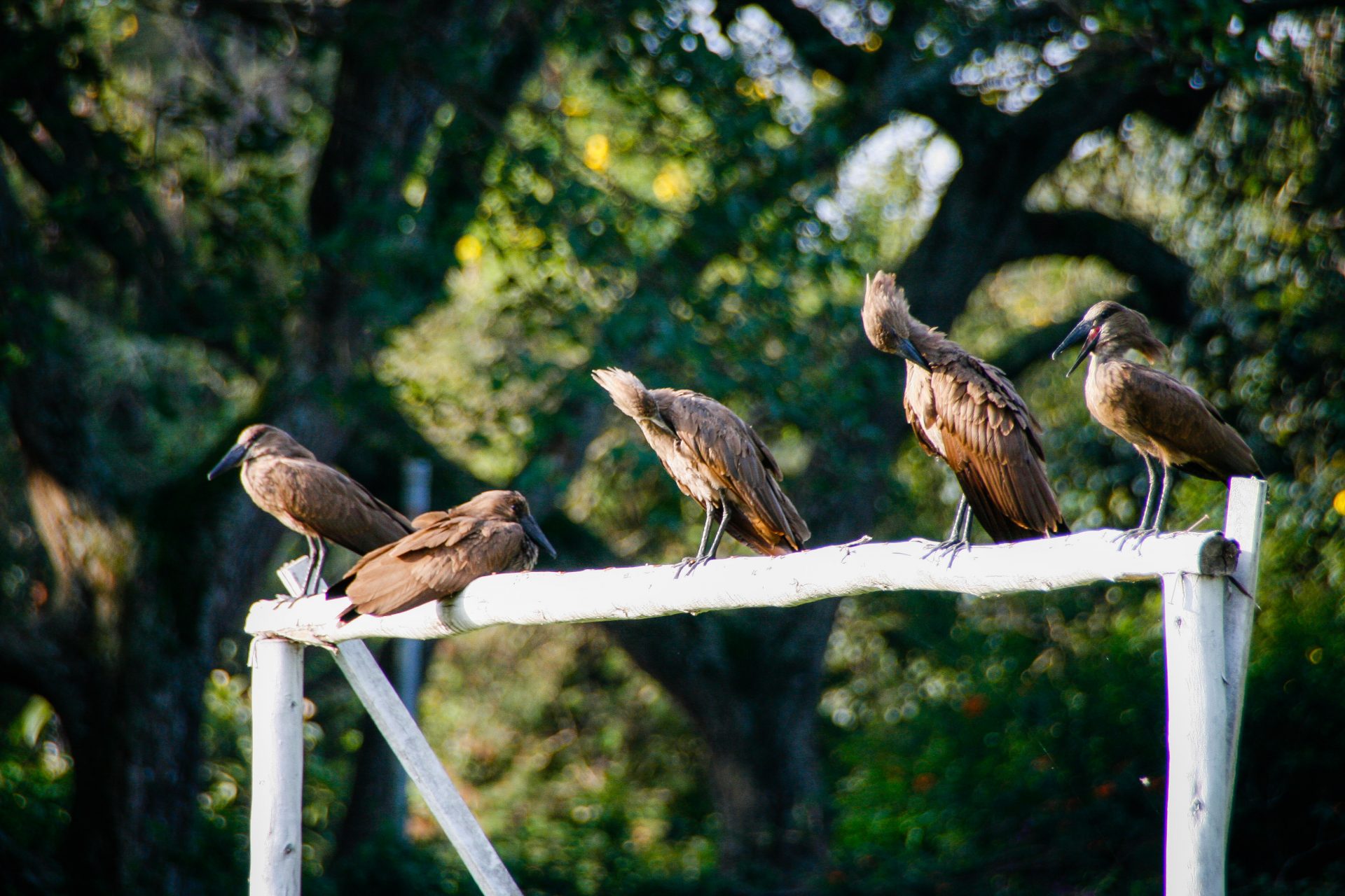 Ethiopia Birds History Diversity Valleys Addis Ababa